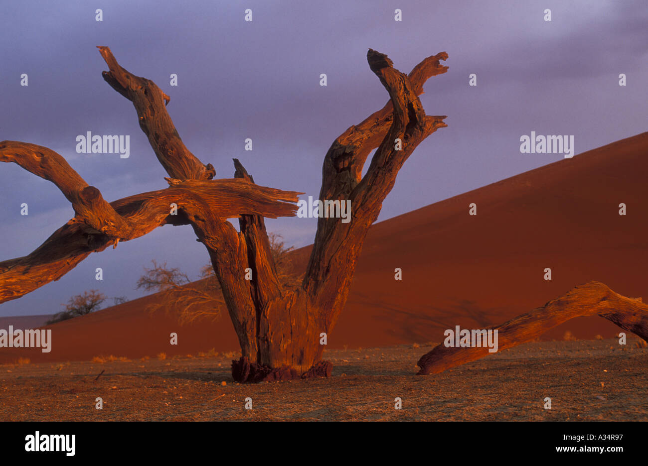 Stumps in park hi-res stock photography and images - Alamy