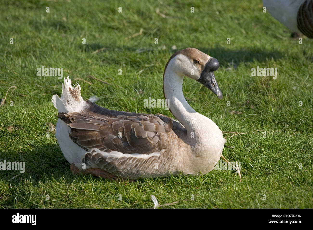Chinese goose breed hi-res stock photography and images - Alamy
