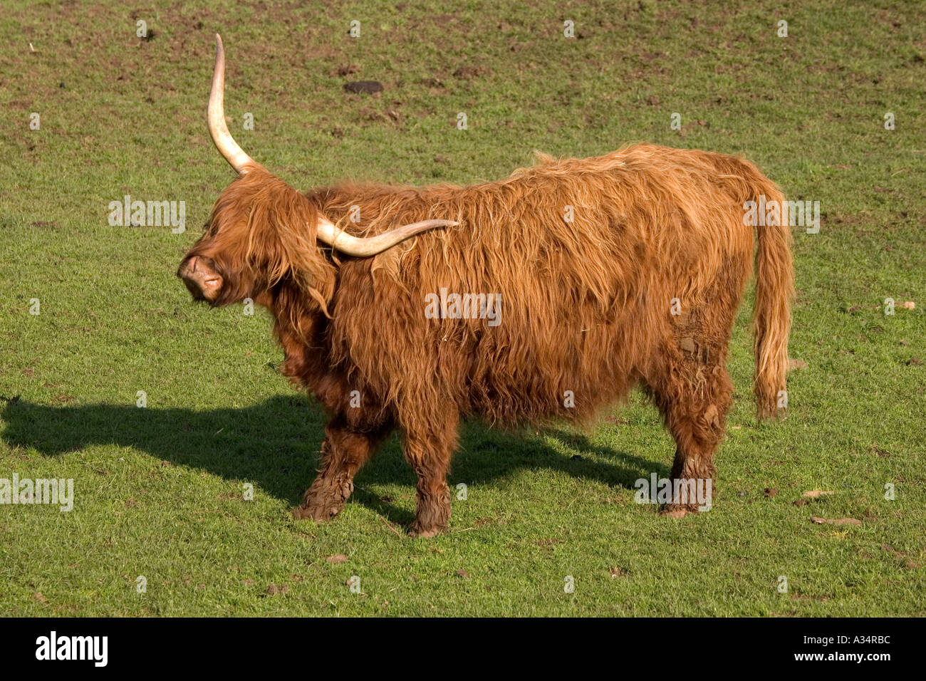 Highland cow Cotswold Farm Park Temple Guiting Gloucestershire UK Stock ...