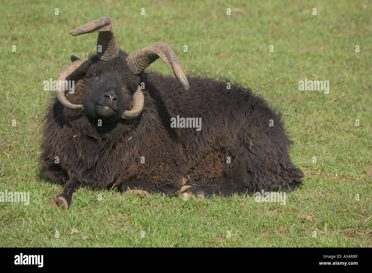 Cotswold sheep ram hi-res stock photography and images - Alamy