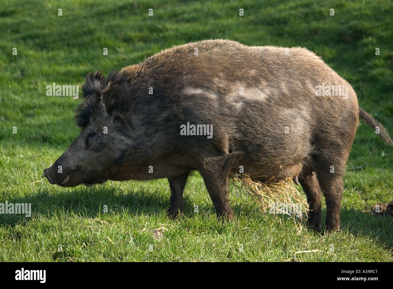 Pig Iron Stock Photos & Pig Iron Stock Images - Alamy