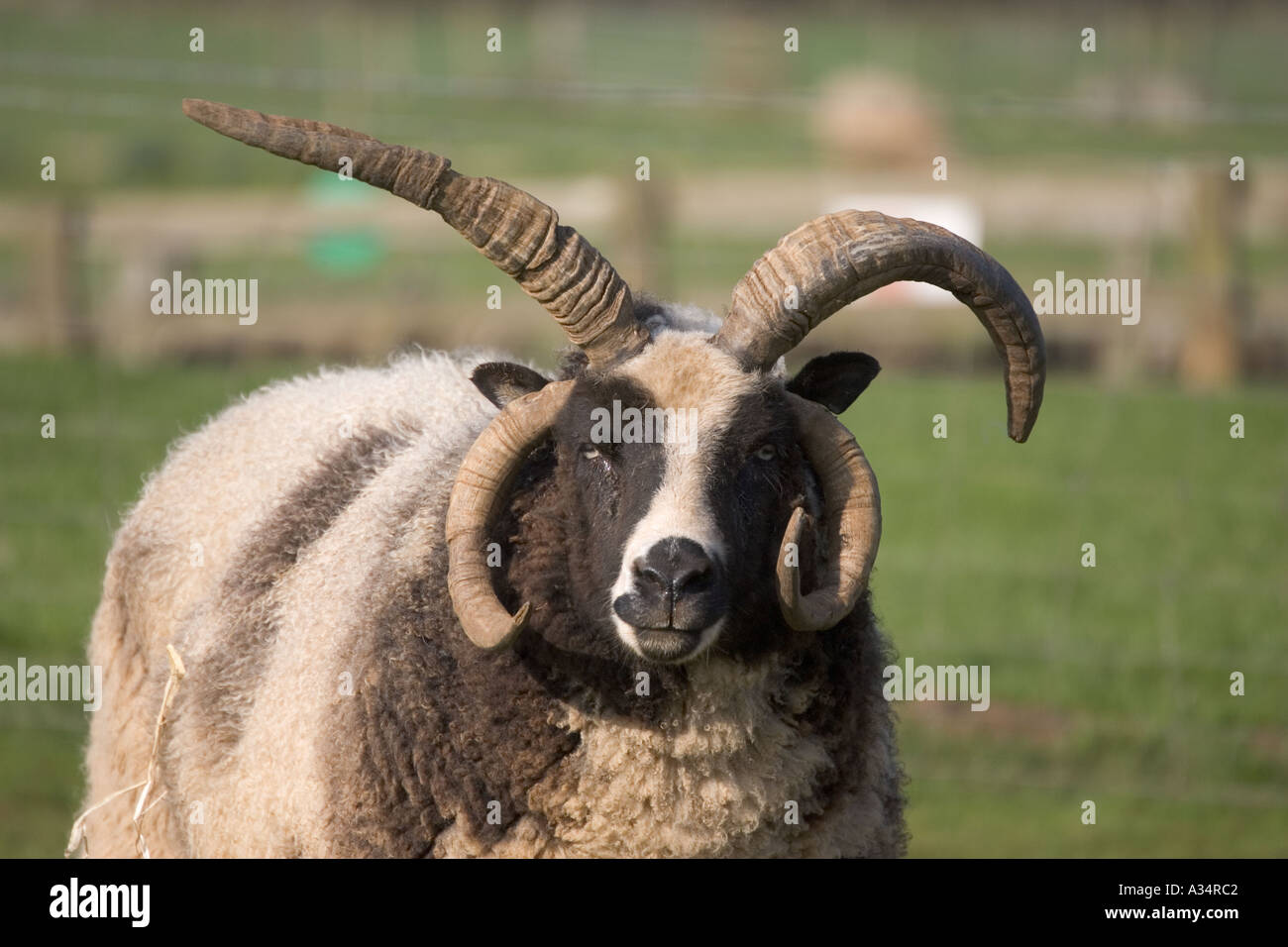 Jacobs sheep ram Cotswold Farm Park Temple Guiting Gloucestershire UK ...