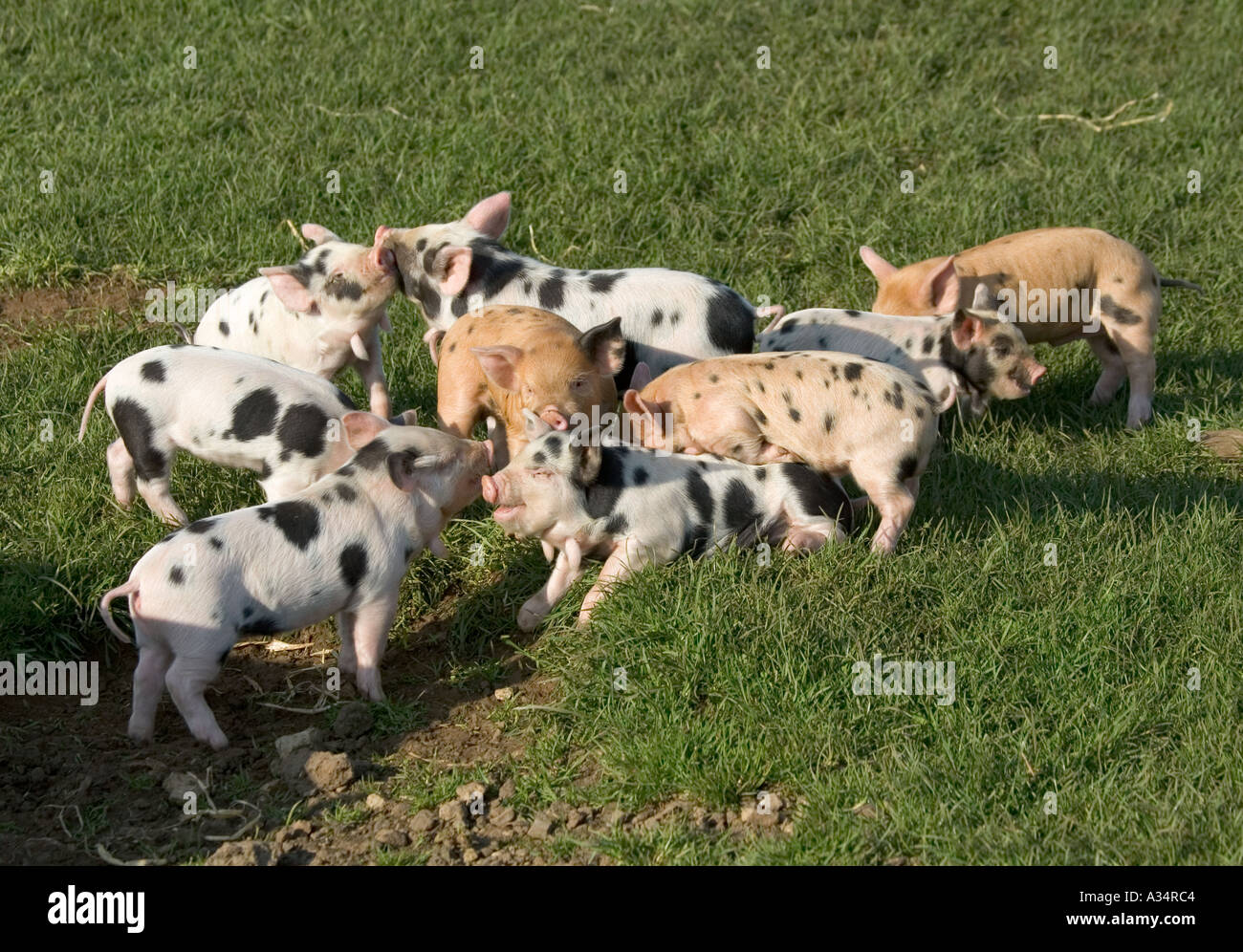 Kune kune piglets Cotswold Farm Park Temple Guiting Gloucestershire UK ...