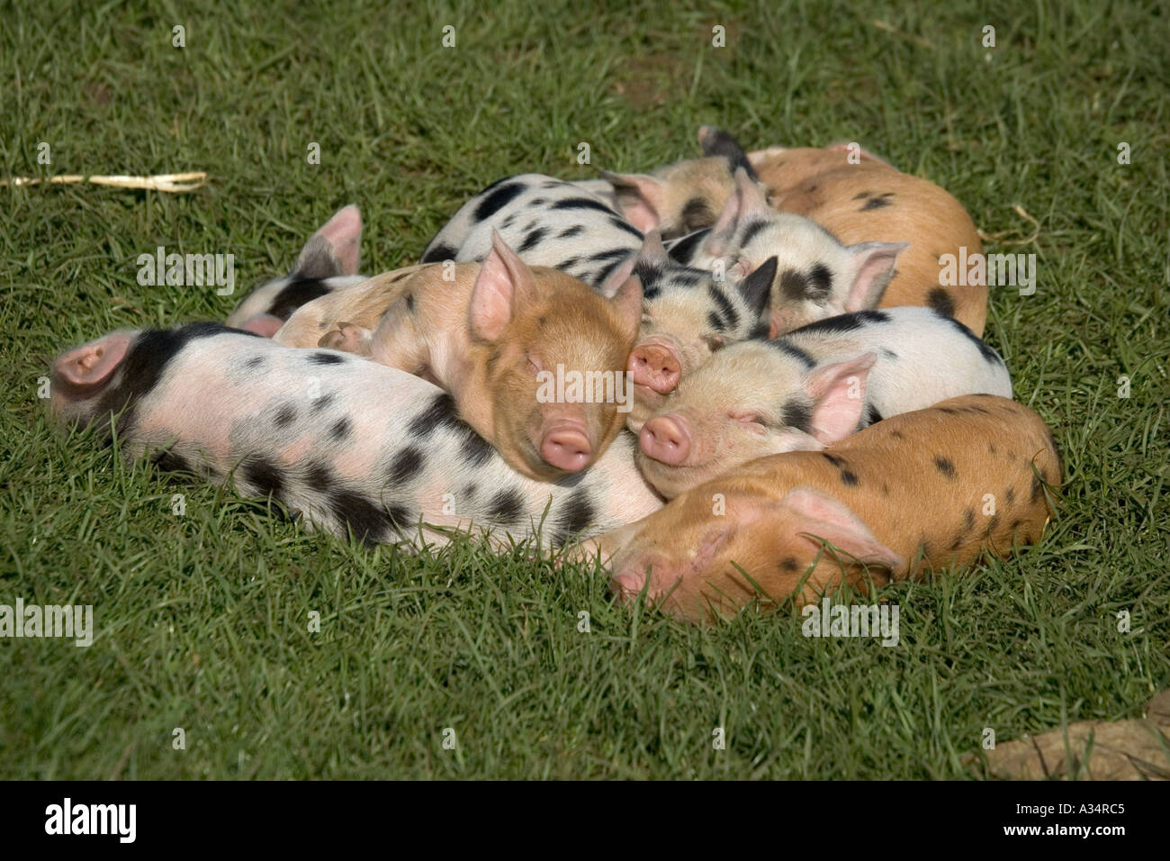 Kune kune piglets hi-res stock photography and images - Alamy