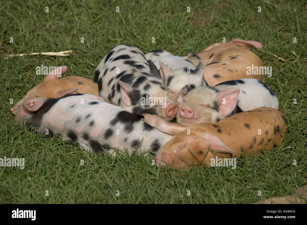 Kune kune piglets Cotswold Farm Park Temple Guiting Gloucestershire UK ...