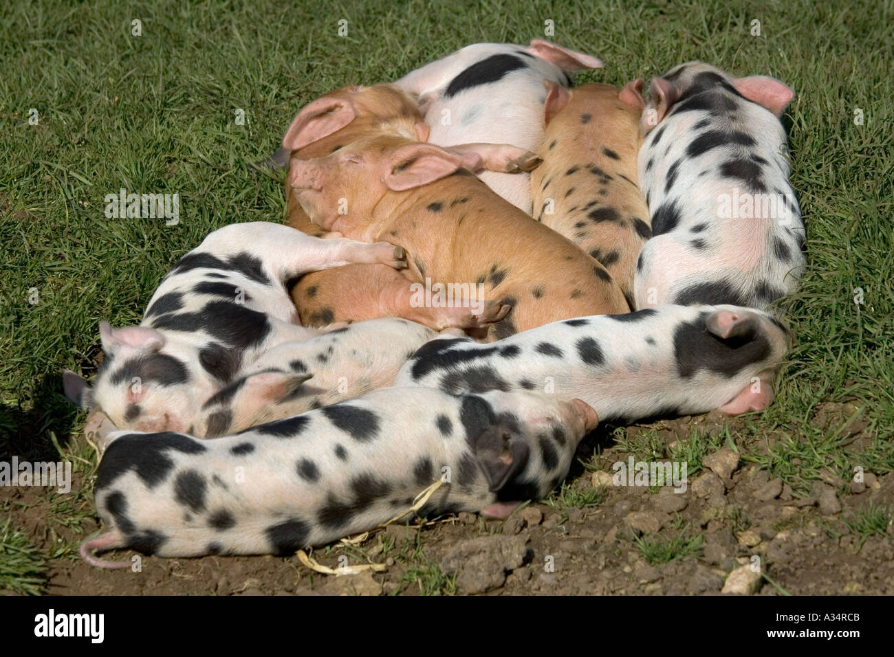 Kune kune piglets Cotswold Farm Park Temple Guiting Gloucestershire UK ...