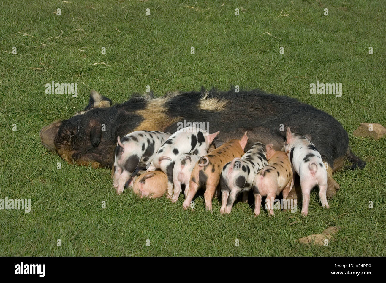 Kune kune sow feeding nine piglets Cotswold Farm Park Temple Guiting ...