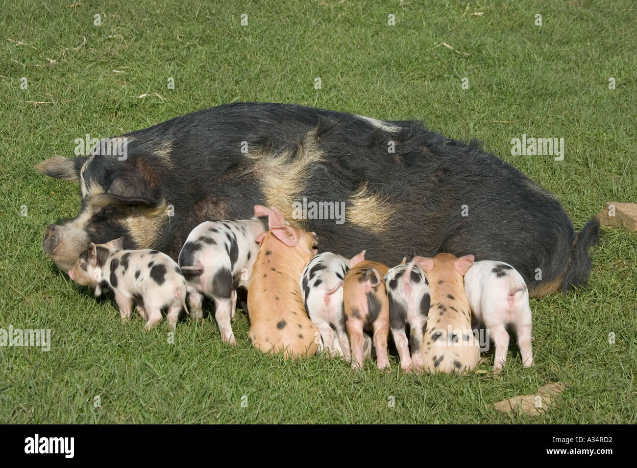 Kune kune piglets hi-res stock photography and images - Alamy