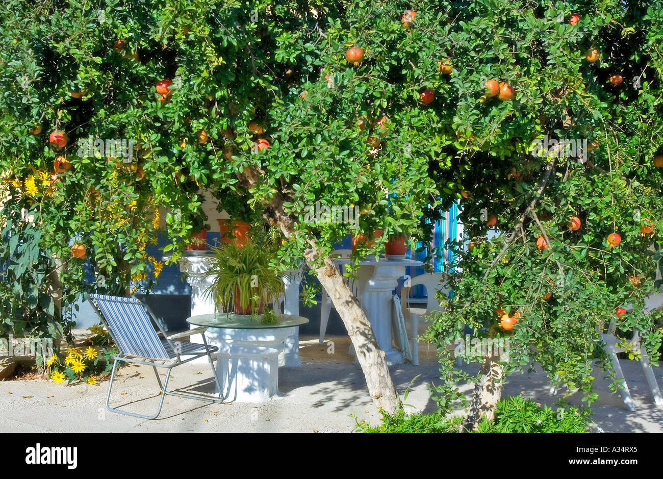 Orange trees in the back garden of small villa in Spain Stock Photo - Alamy