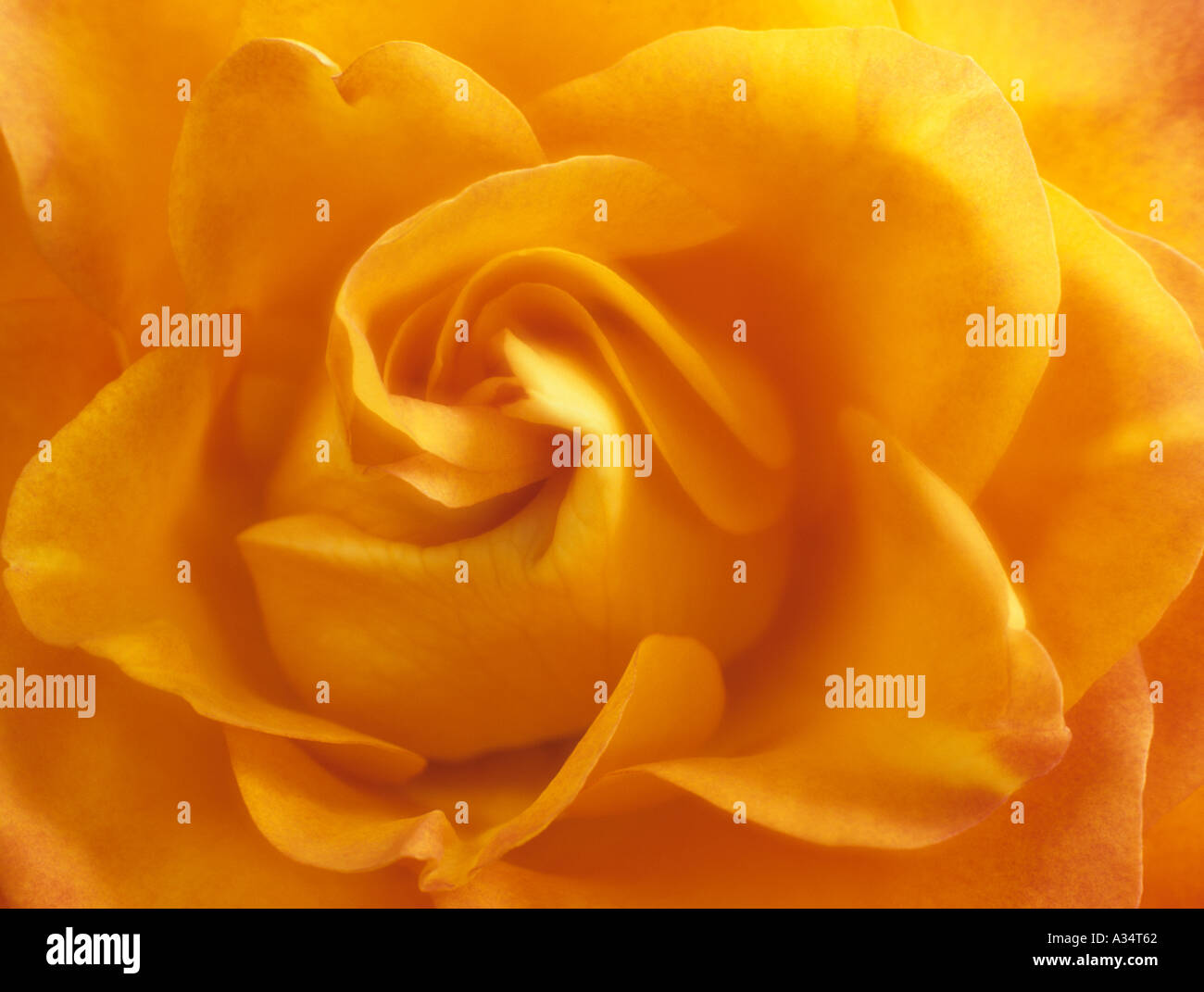 YELLOW ROSE FLOWER life sized and softly diffused close up of the ...