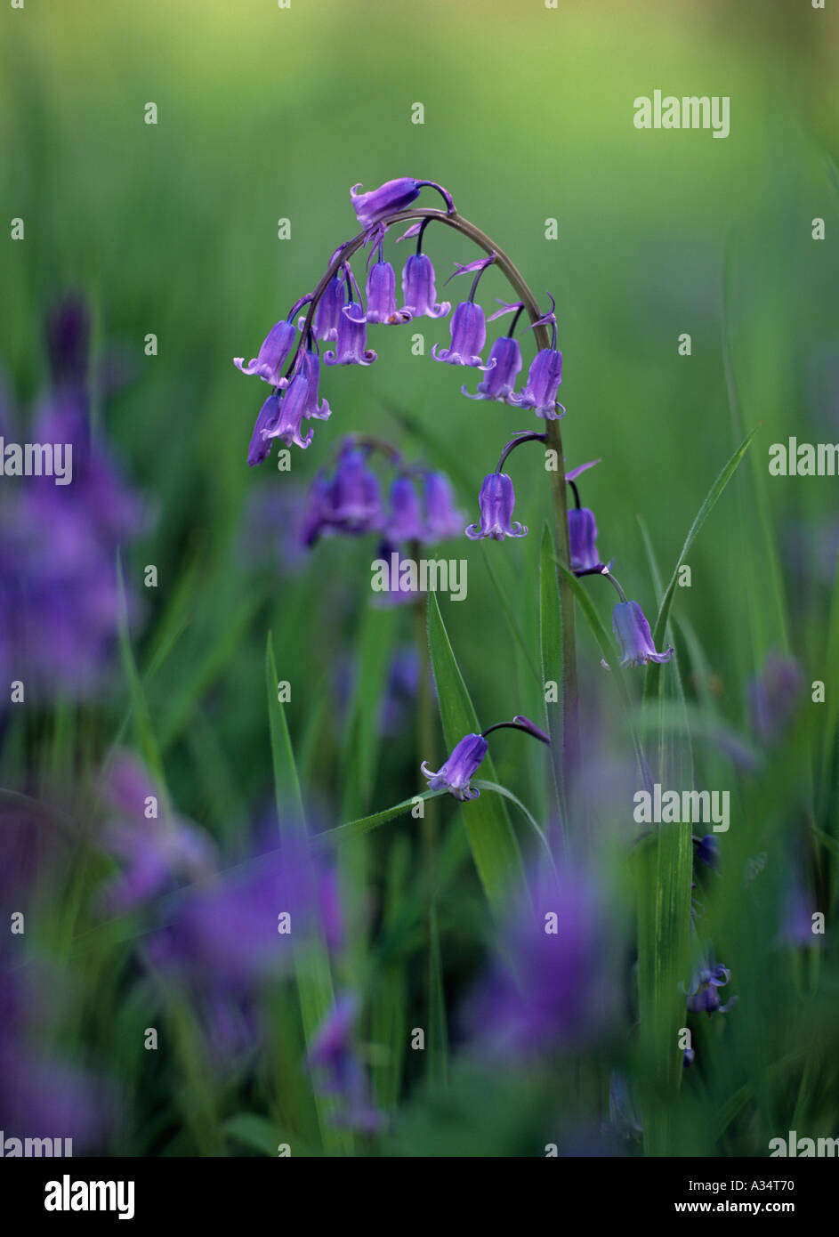 Hanging bluebells hi-res stock photography and images - Alamy