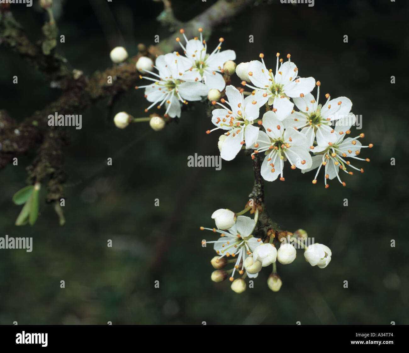 Blackthorn flowers or Sloe Prunus spinosa in close up against dark ...