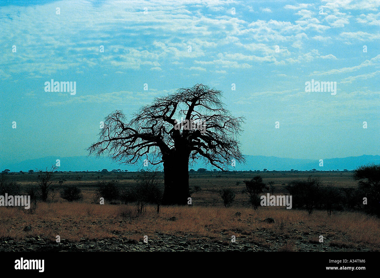 Old baobob tree hi-res stock photography and images - Alamy