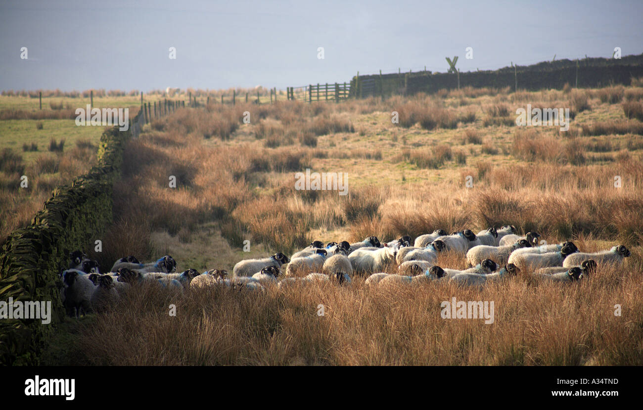 Sheep on the North Pennine Moors in the Cheesden Pasture near Heywood ...