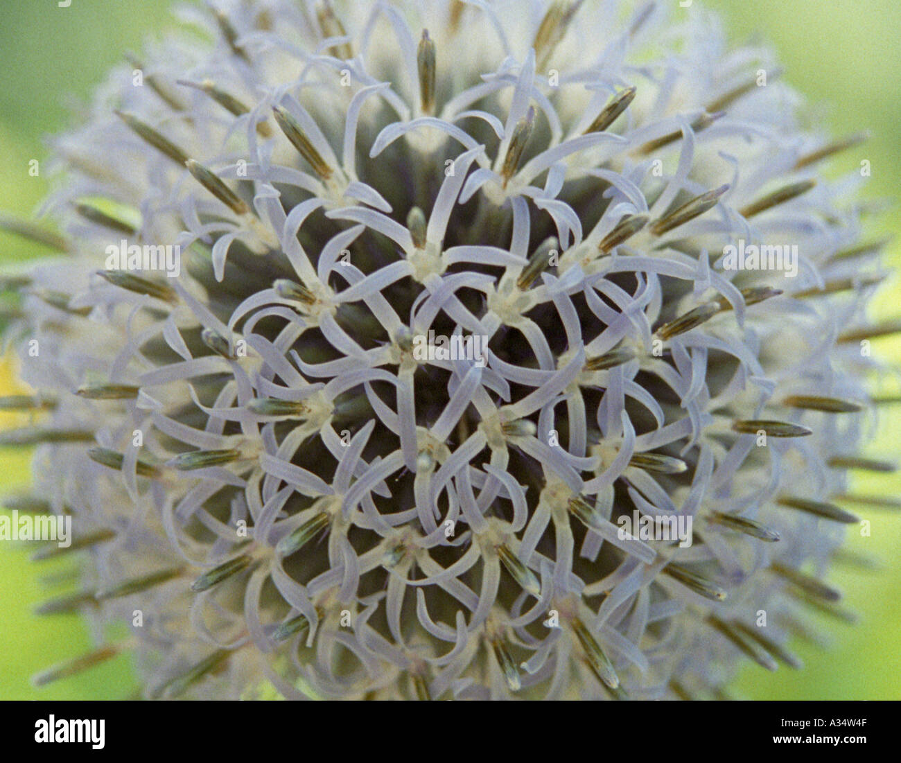 echinops perenial flower with round thistle like purple blue heads of ...