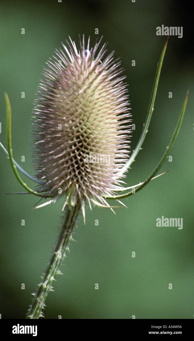 Common teasle hi-res stock photography and images - Alamy