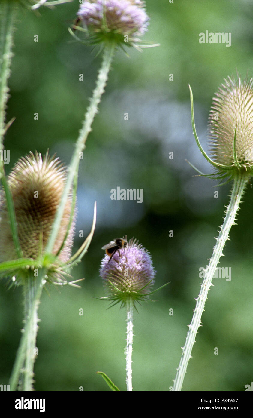 Common teasle hi-res stock photography and images - Alamy