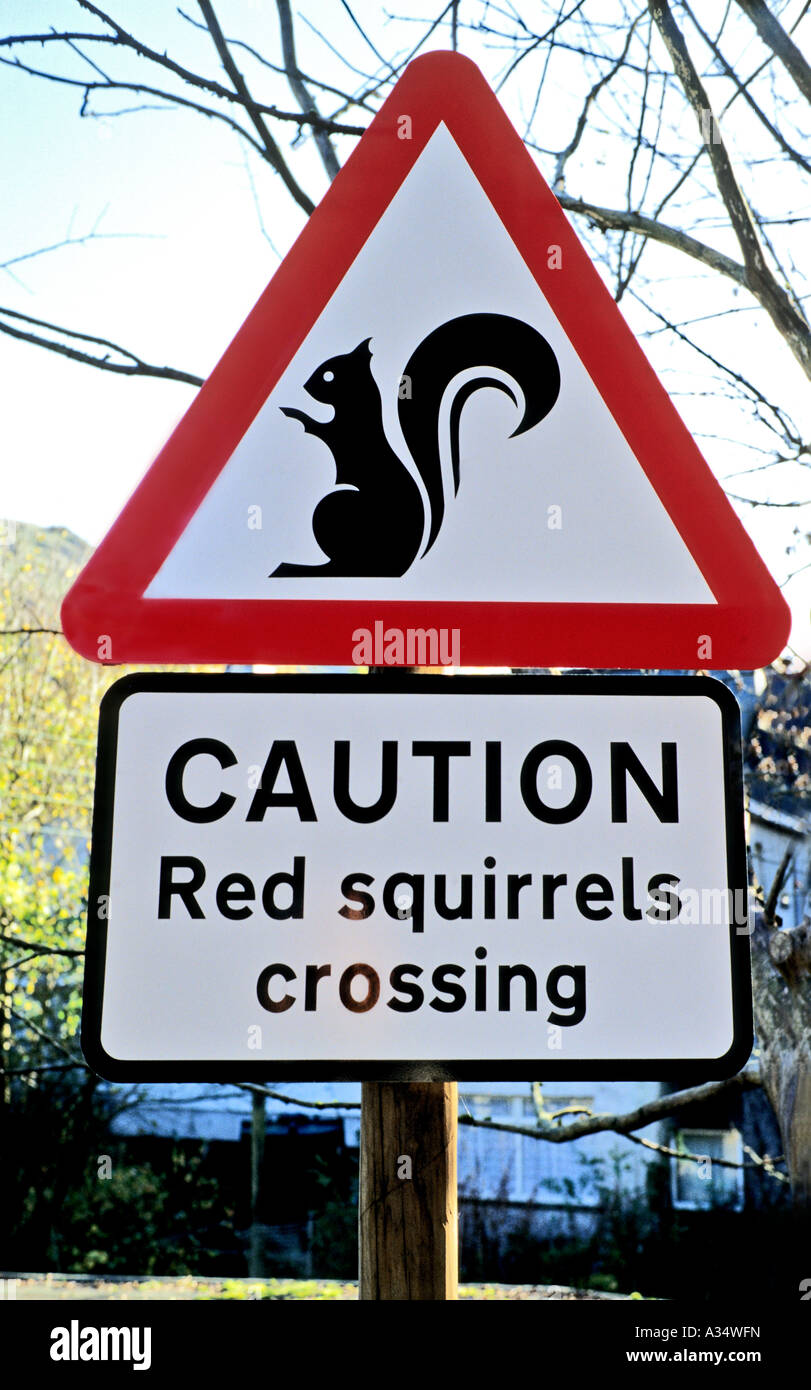 Road sign warning of the presence of red squirrels in Lake District ...