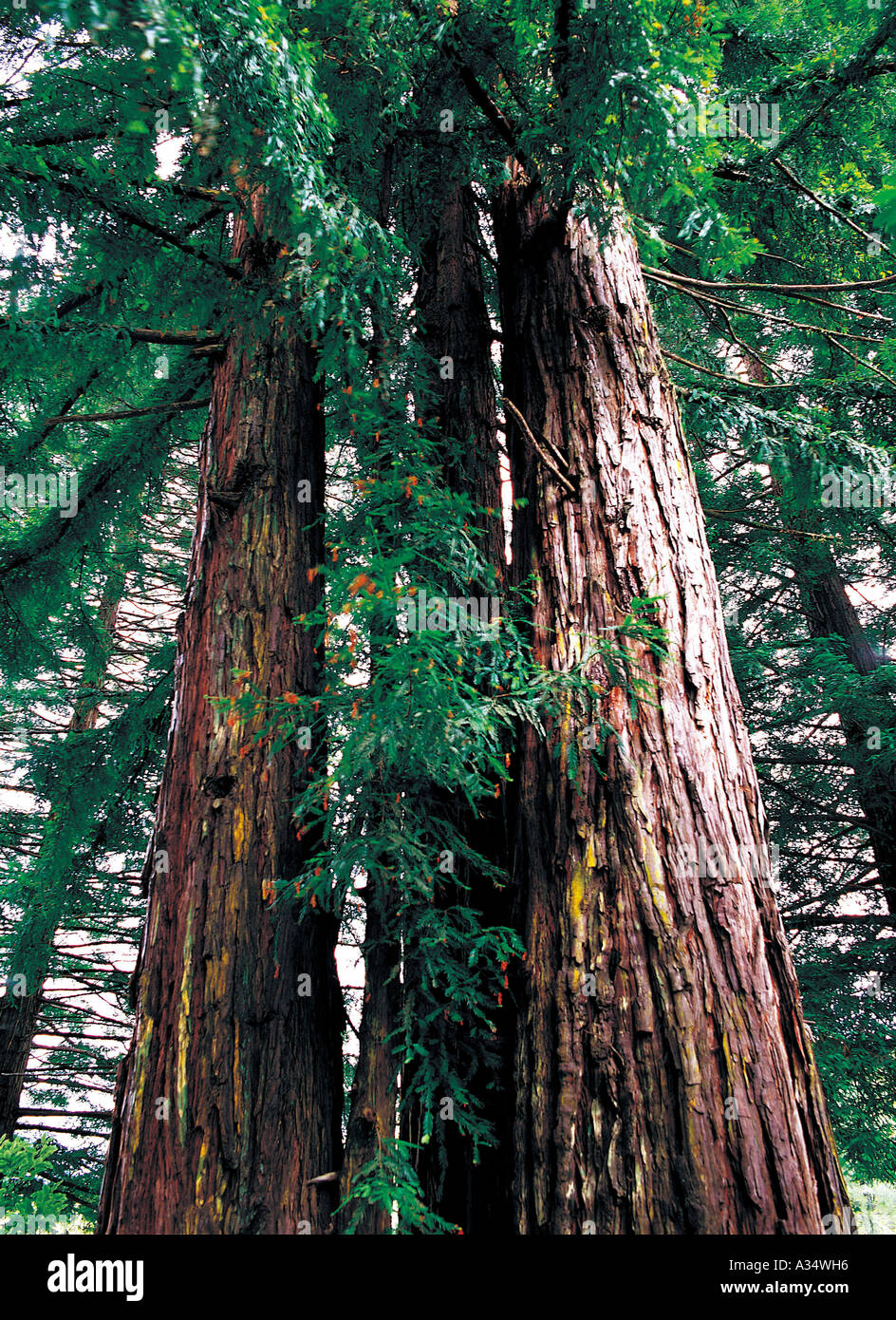 Trees tree stumps hi-res stock photography and images - Alamy