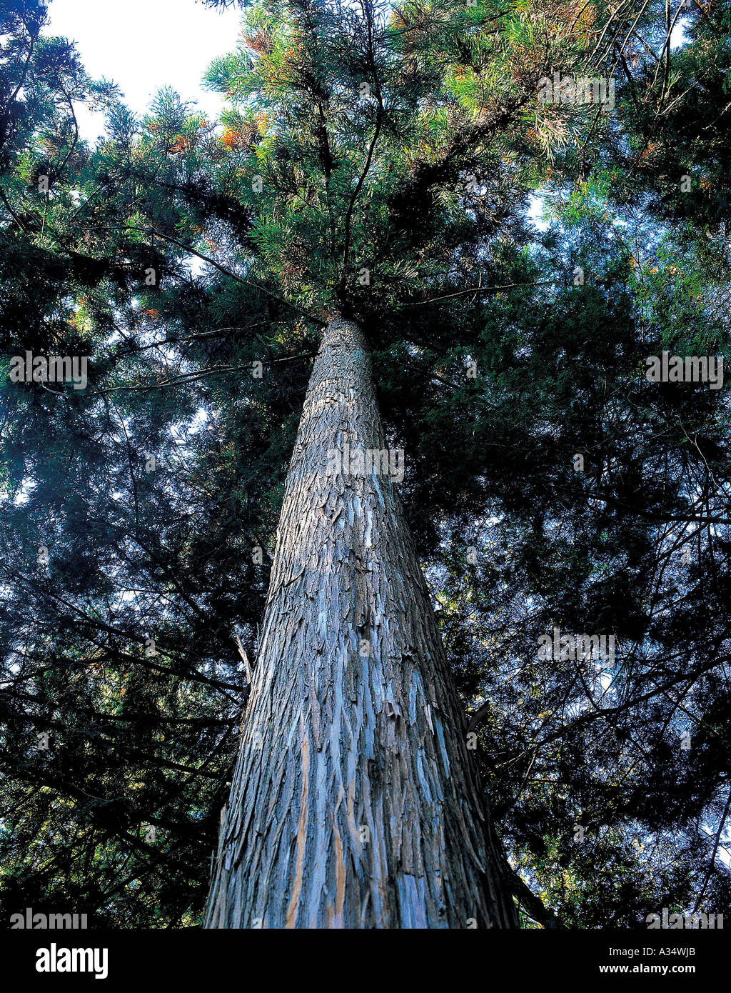 Acicular leaf hi-res stock photography and images - Alamy