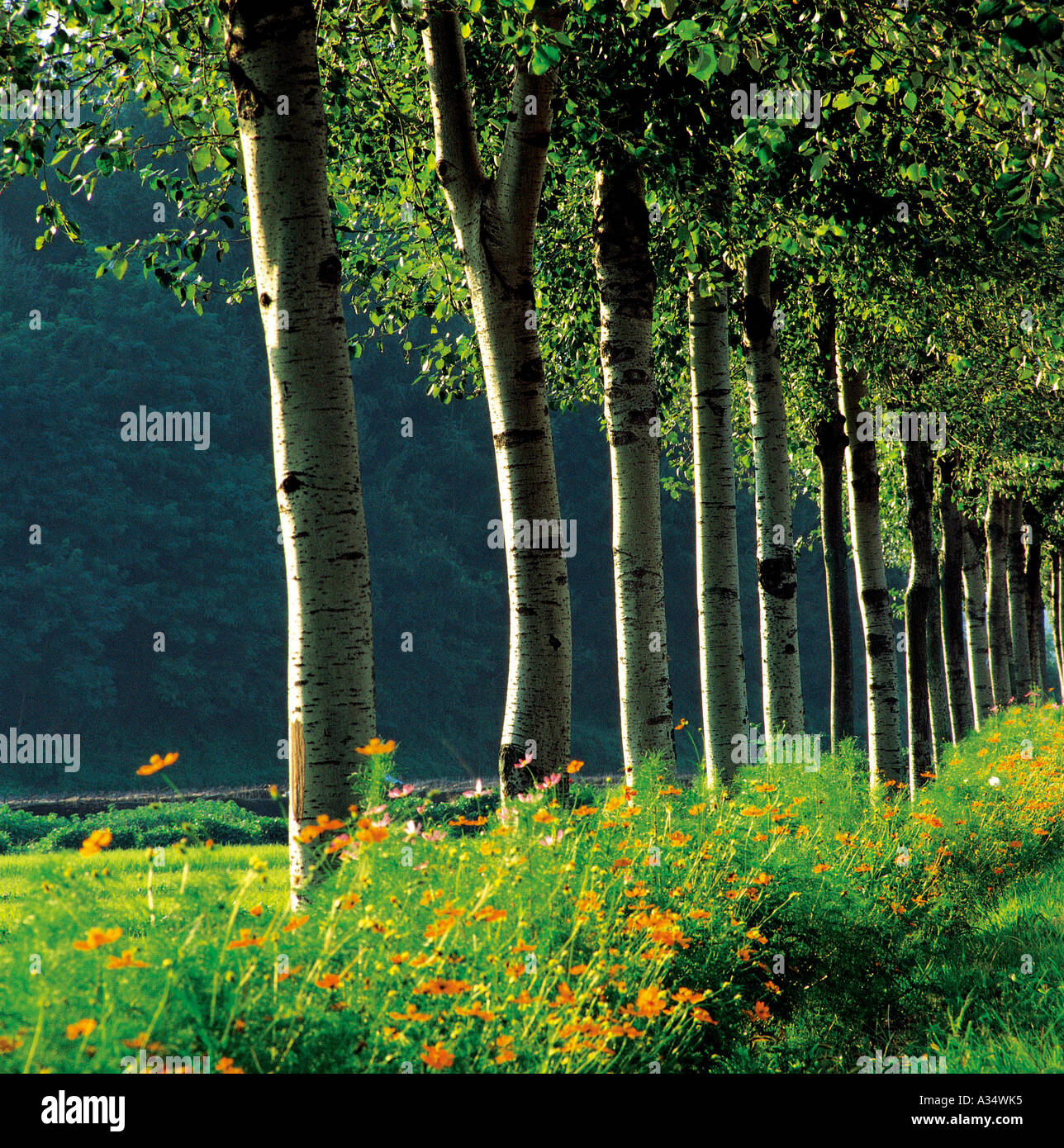 Trees standing straightly Stock Photo - Alamy