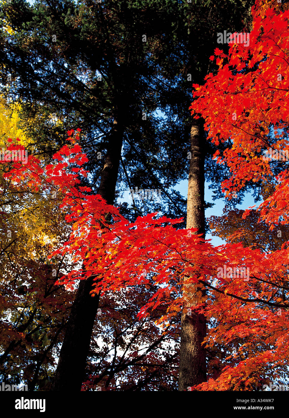 Maple t hi-res stock photography and images - Alamy