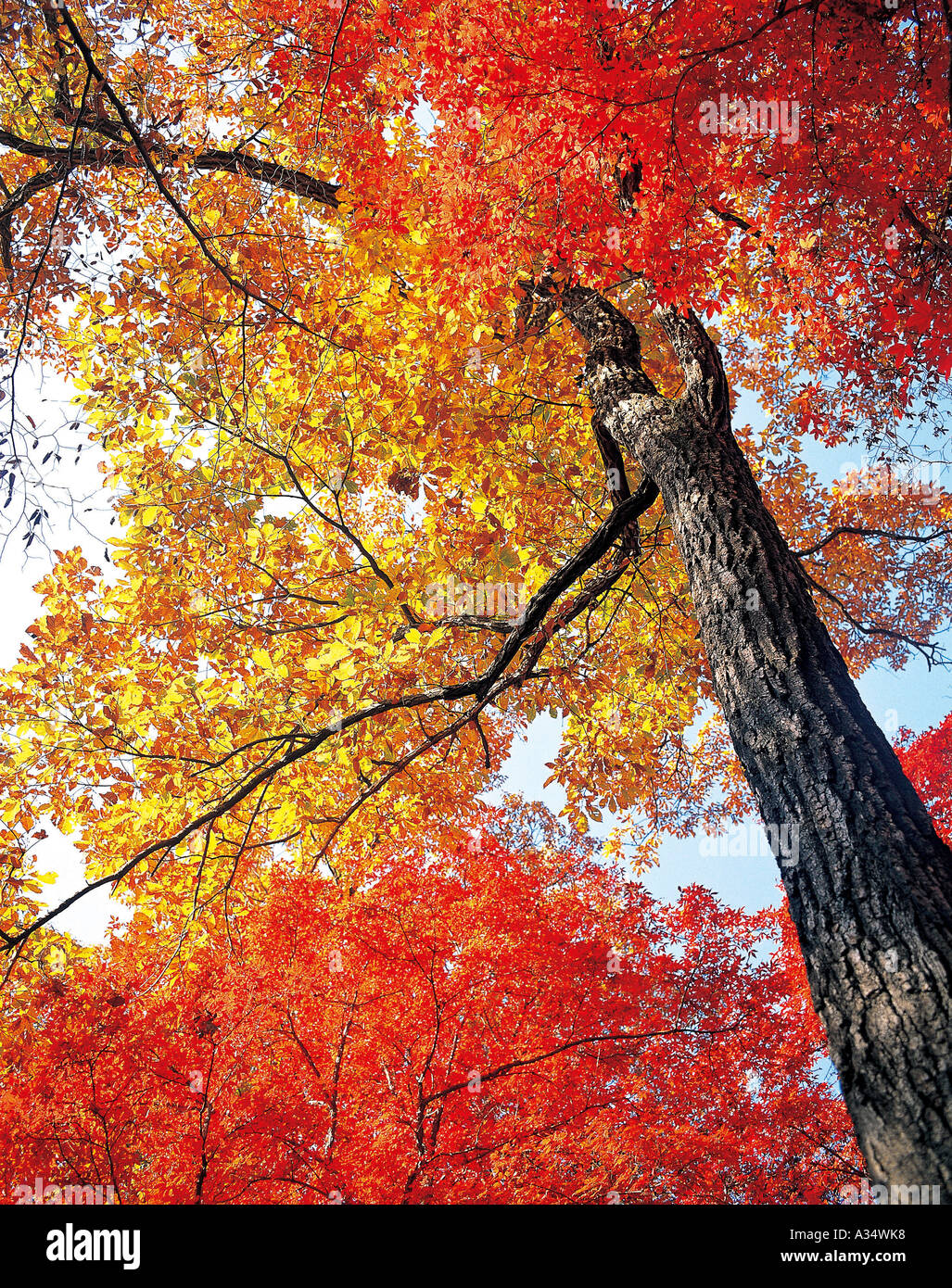 Maple tree root hi-res stock photography and images - Alamy