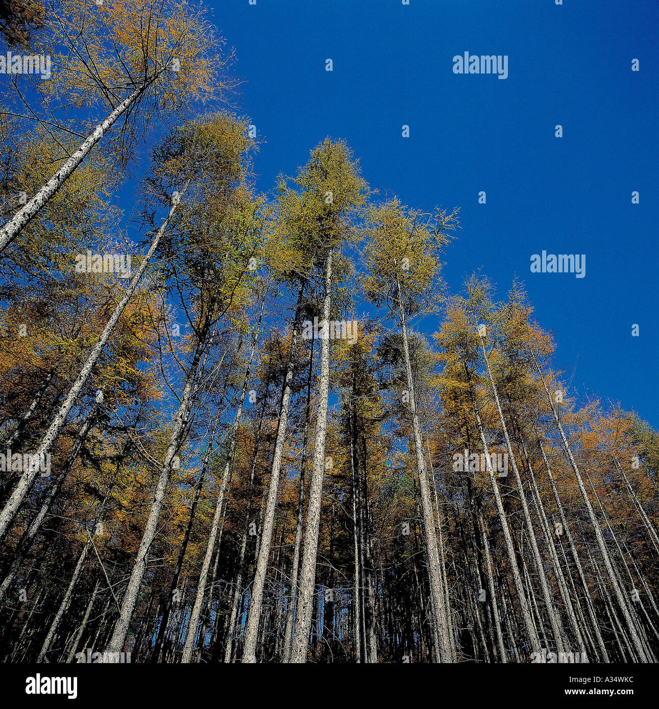 Plants thick hi-res stock photography and images - Alamy