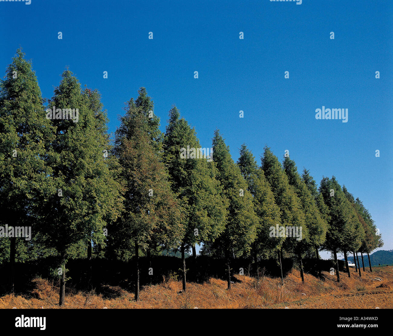 Trees standing beside a street Stock Photo - Alamy