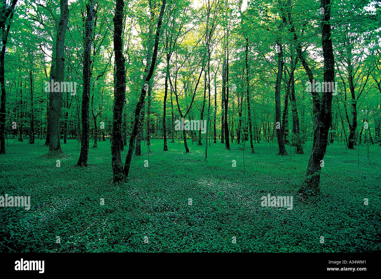 A view on the dense forest Stock Photo - Alamy