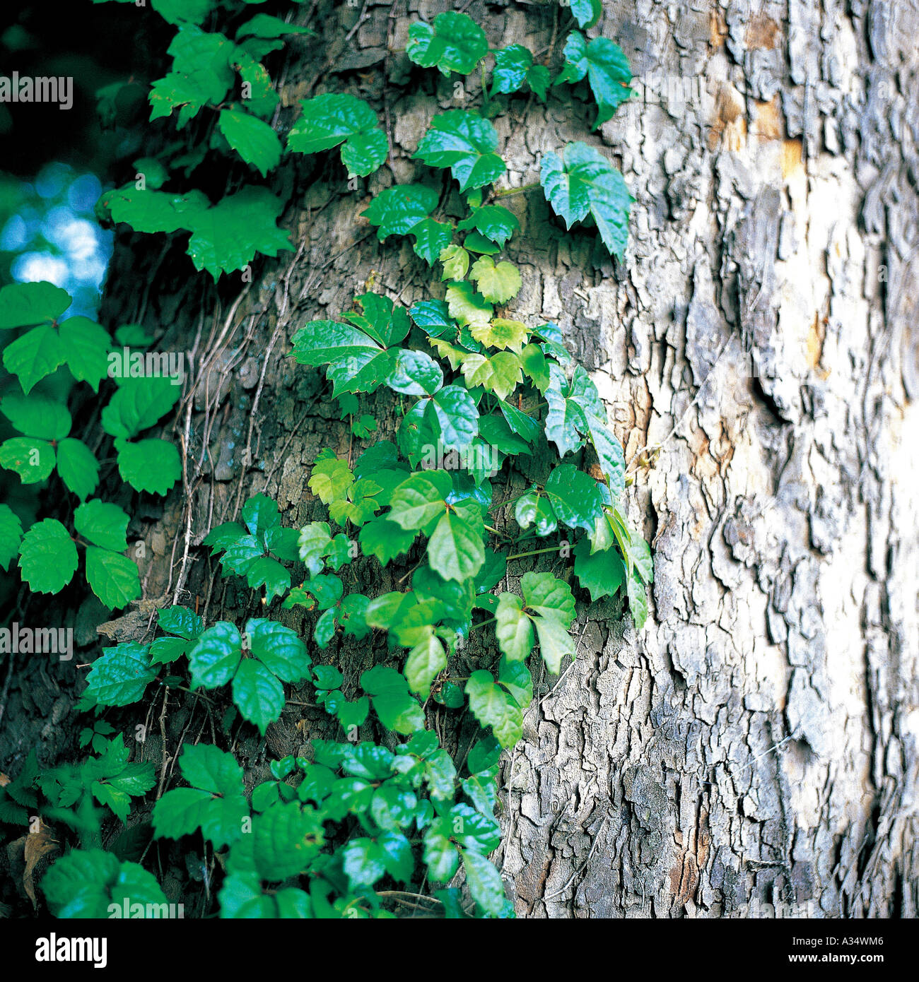 We are the ivy division hi-res stock photography and images - Alamy