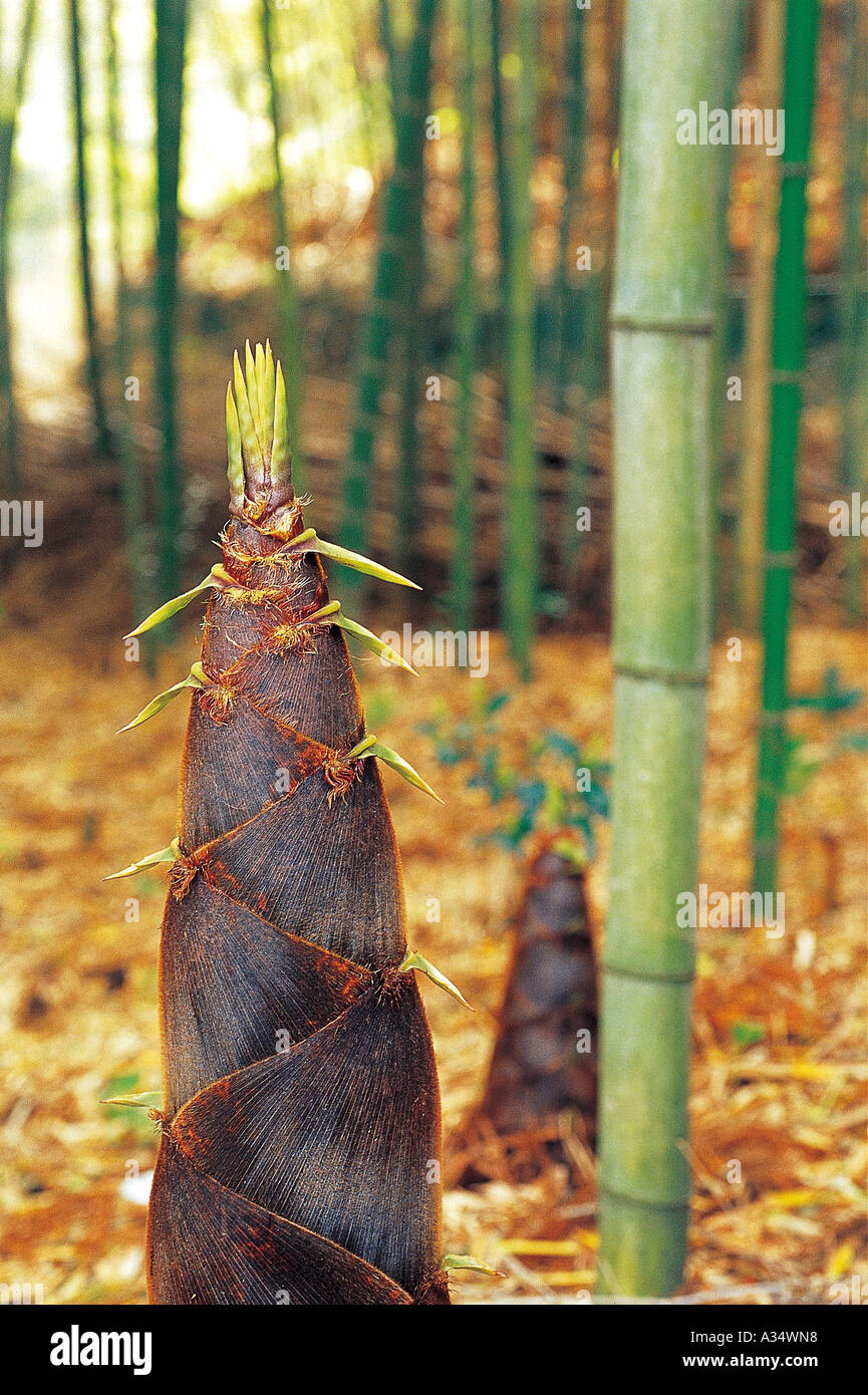 the bamboo sprout Stock Photo - Alamy