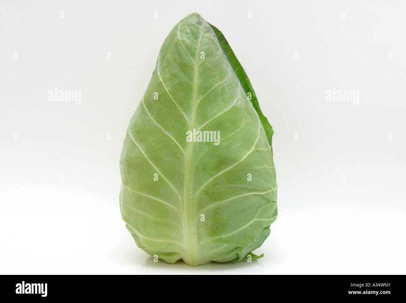 Pointed Cabbage, also known as the Hispi or Sweetheart cabbage. Plain ...