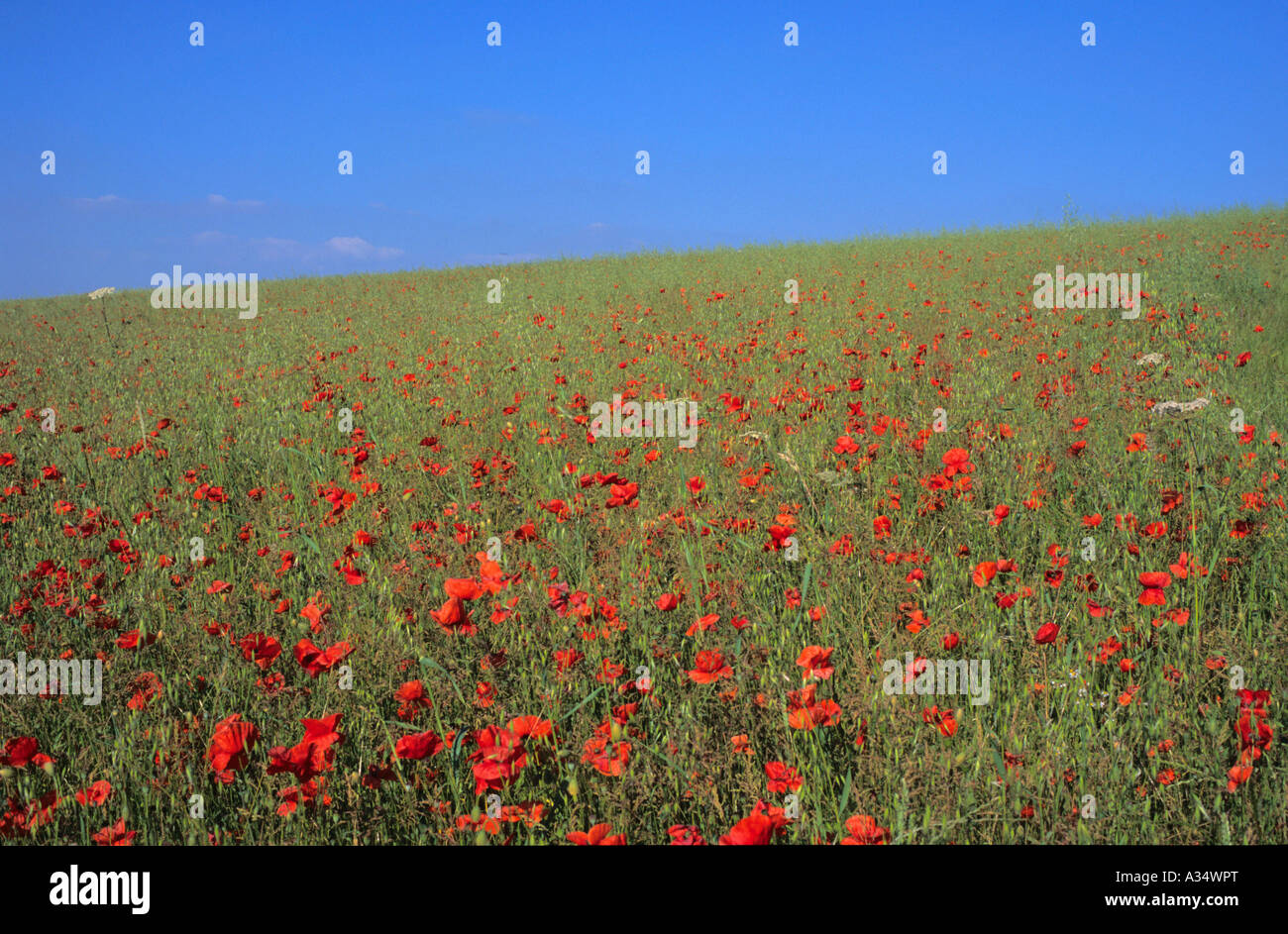 Field of poppies, Chelsfield, Bromley, London, UK Stock Photo - Alamy