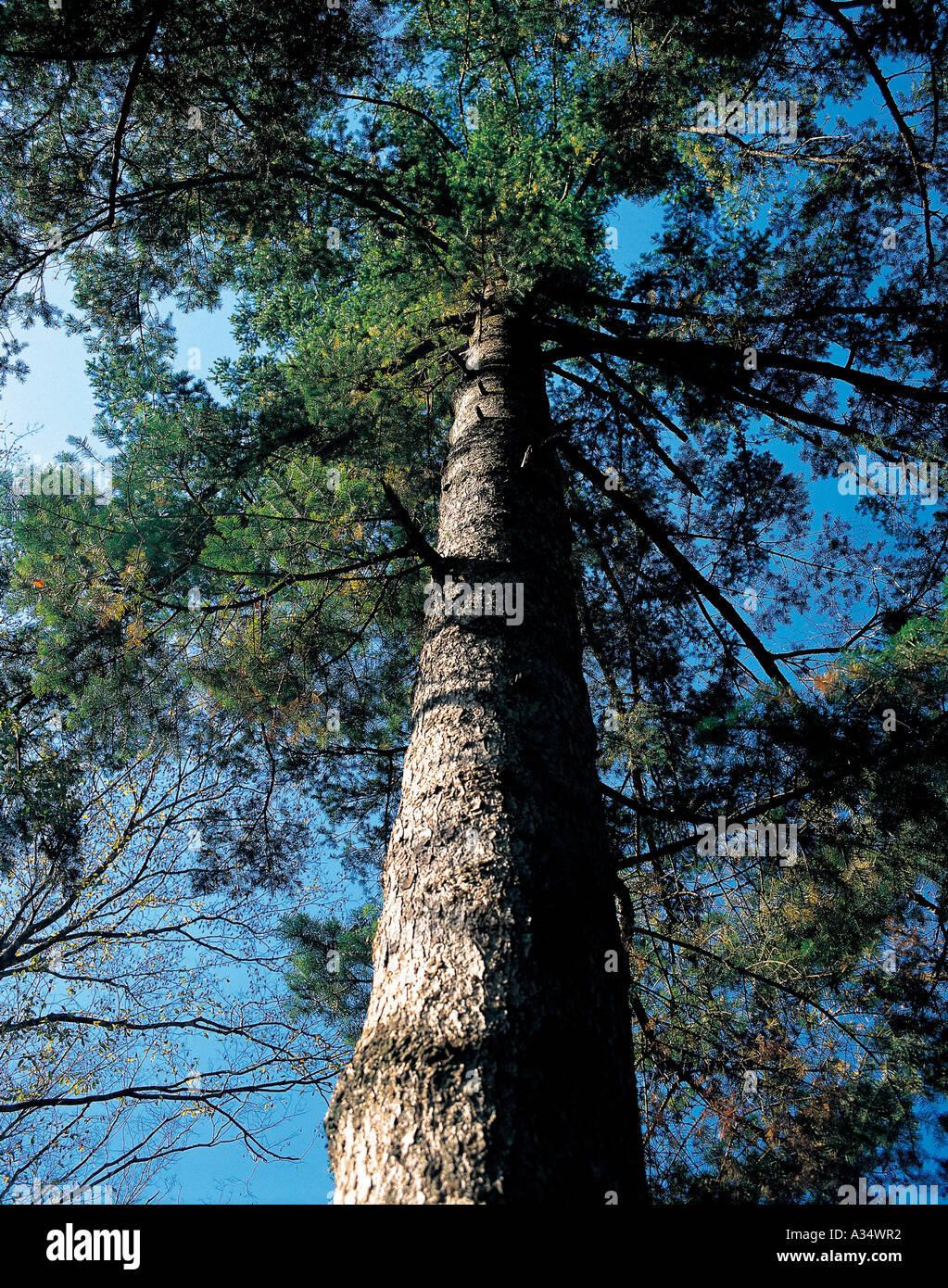 Acicular leaf hi-res stock photography and images - Alamy