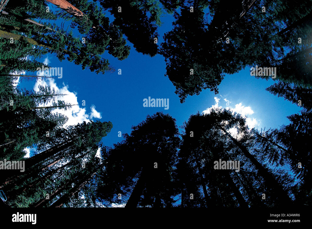 Acicular Leaf High Resolution Stock Photography and Images - Alamy