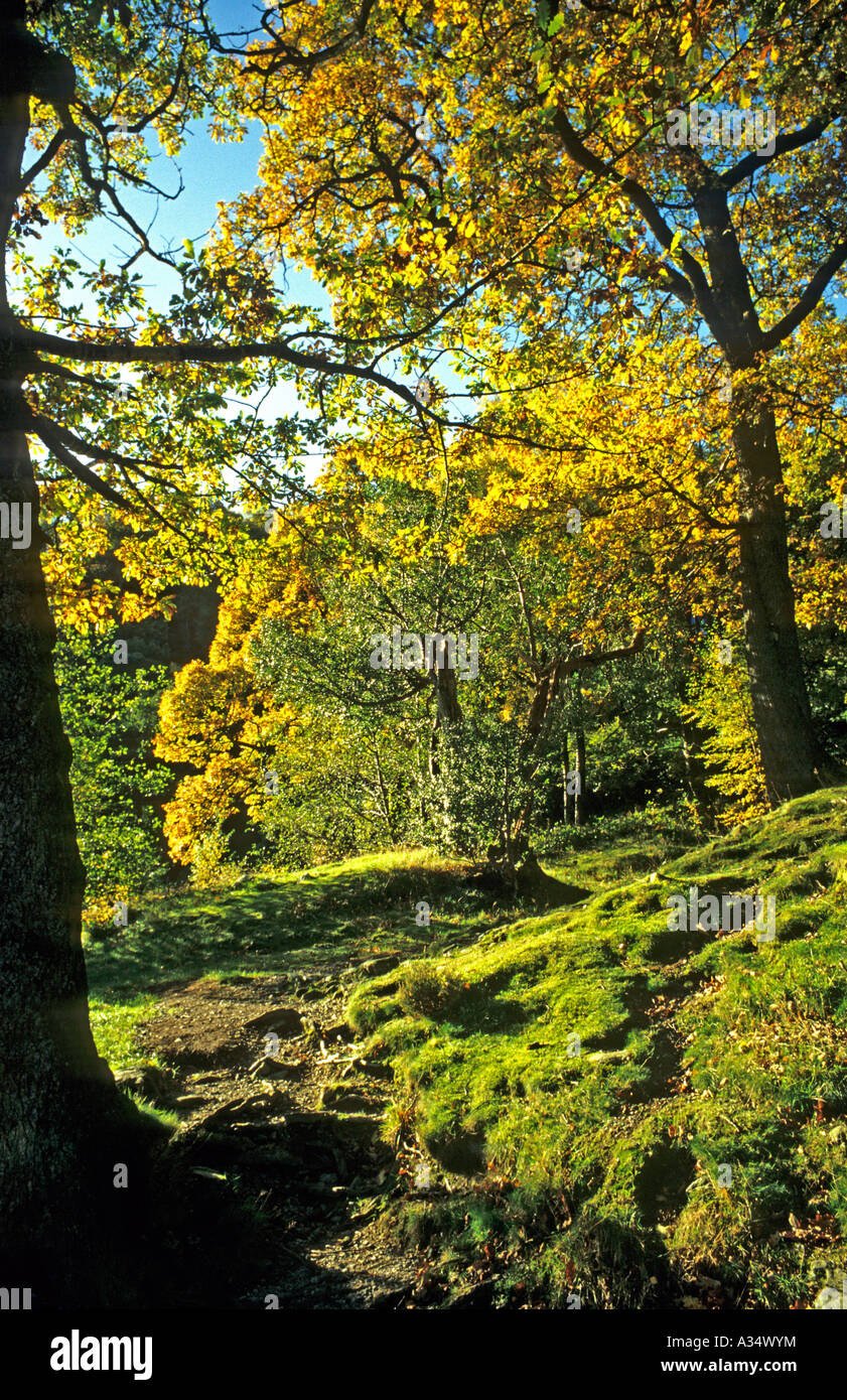 Twisting leaves hi-res stock photography and images - Alamy