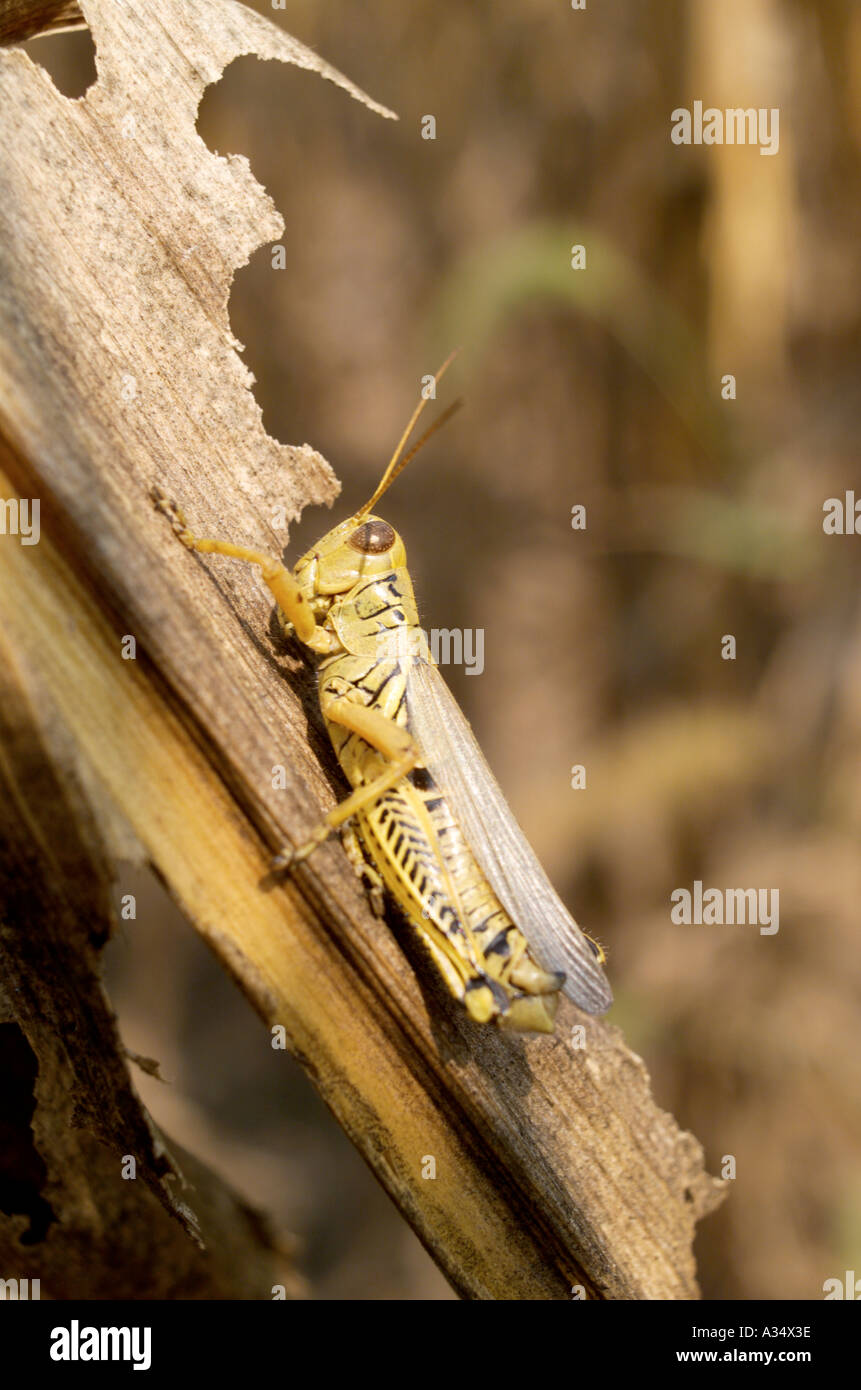 Destroyed damaged cornfield hi-res stock photography and images - Alamy