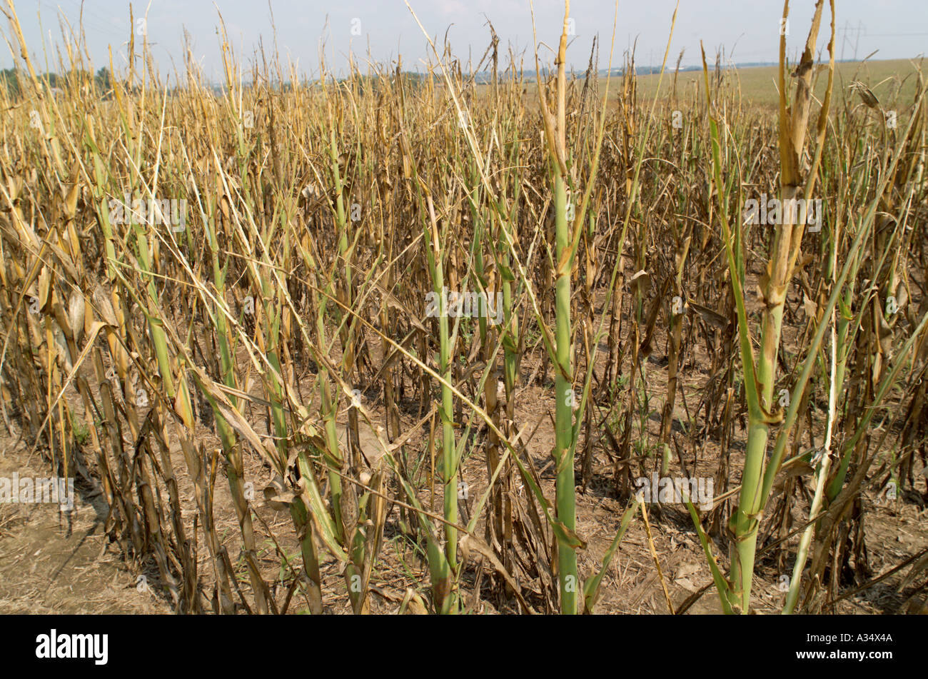 Destroyed damaged cornfield hi-res stock photography and images - Alamy