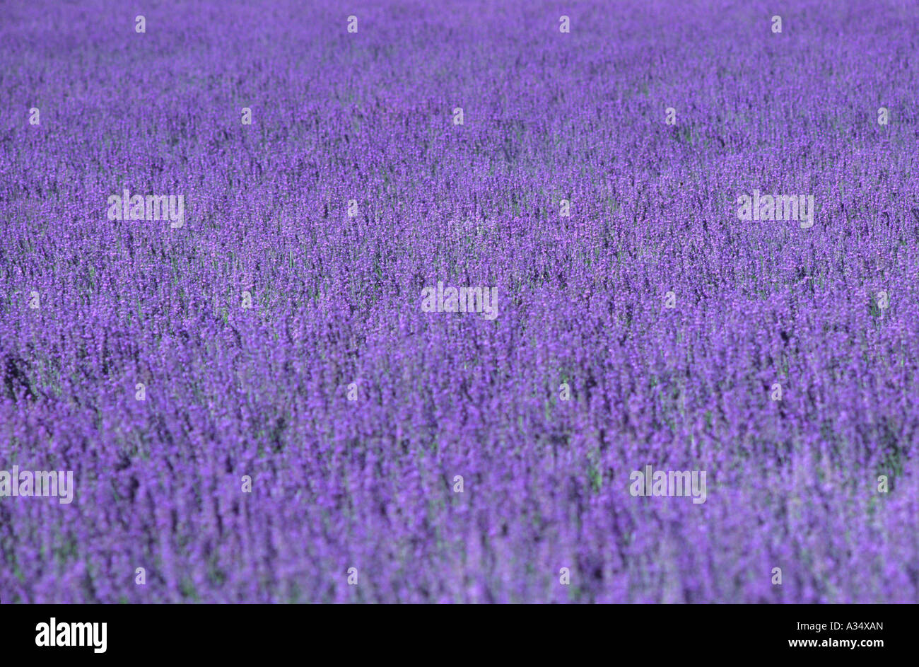 Lavender growing in the Darent Valley, Shoreham, Kent, UK Stock Photo ...