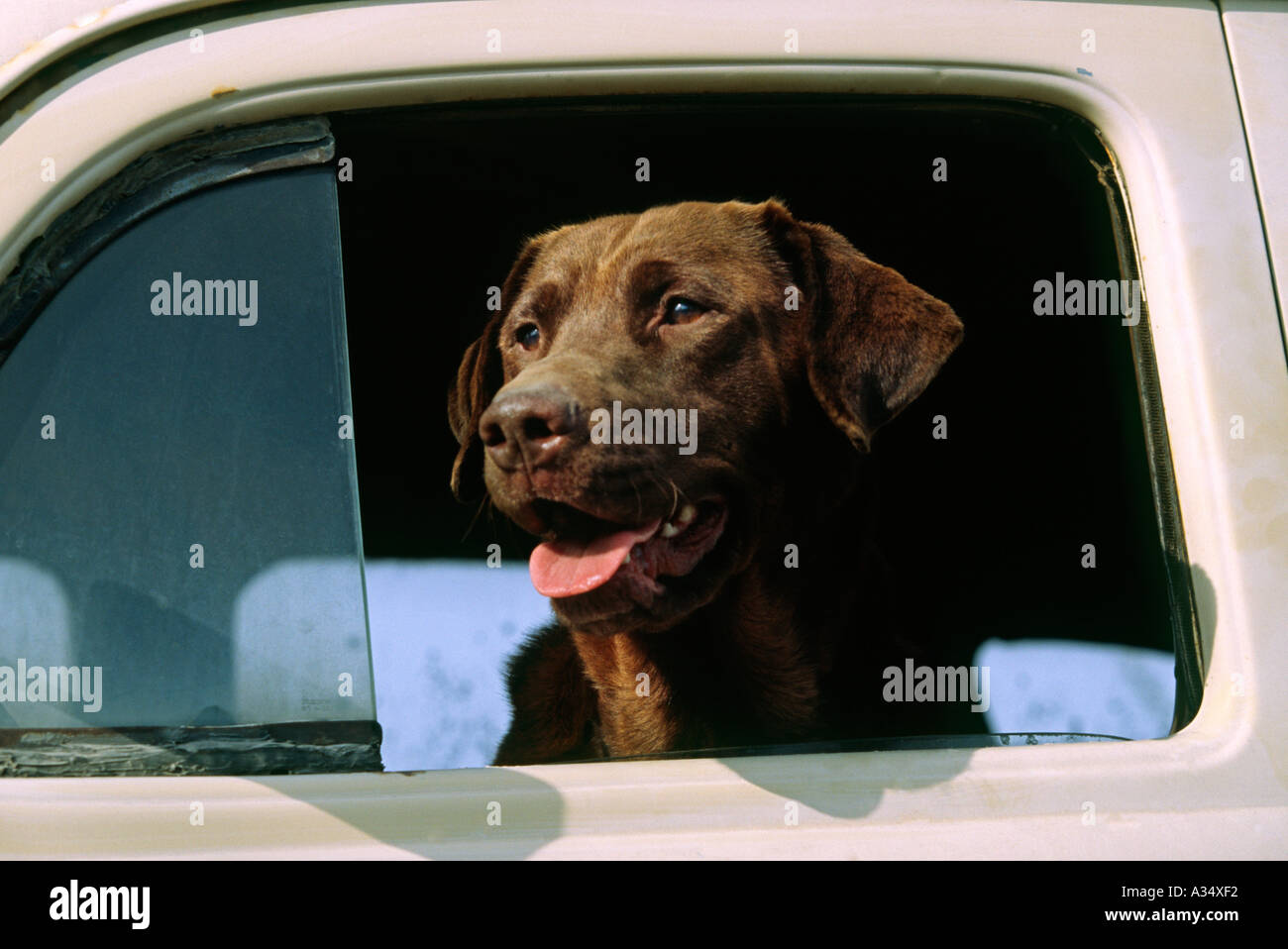 Dog in the window hi-res stock photography and images - Alamy