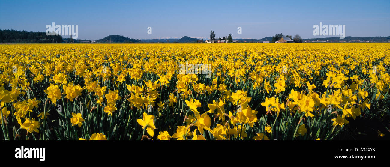 Field of bright yellow daffodils on commercial bulb farm in the Skagit ...