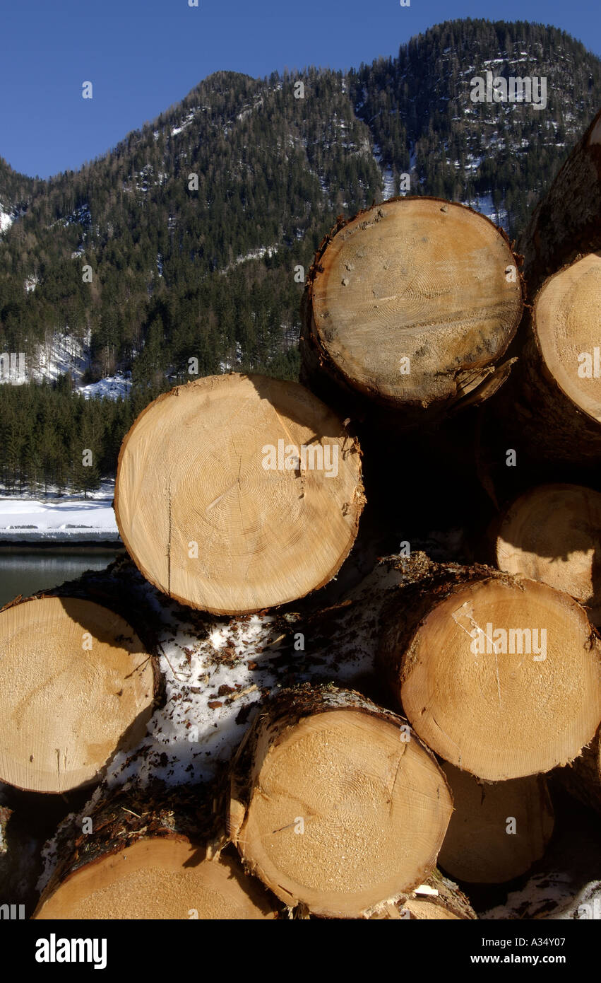 Pile of logs stacked near Gosau to season Salzkammergut Austria Stock ...