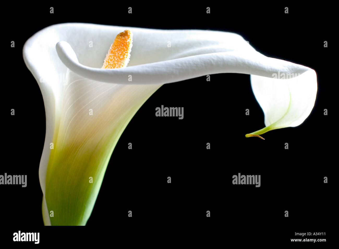 Calla Lily flower Stock Photo - Alamy