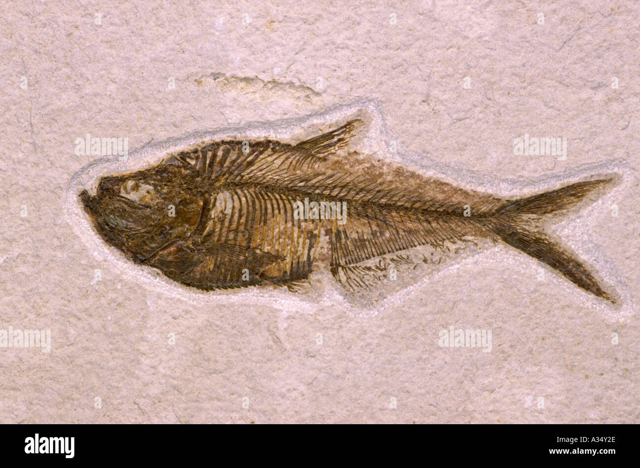 Remarkable attention hi-res stock photography and images - Alamy