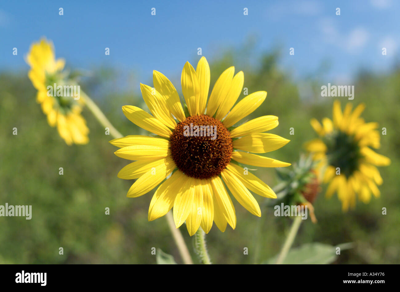 Sunflower on the prairie in present day Nebraska Stock Photo - Alamy