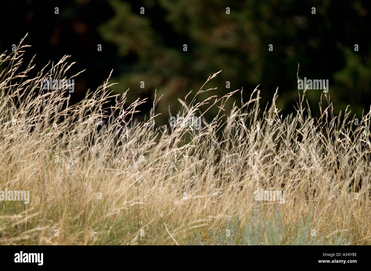 Rolling prairie lands in present day western Nebraska remind us of the ...