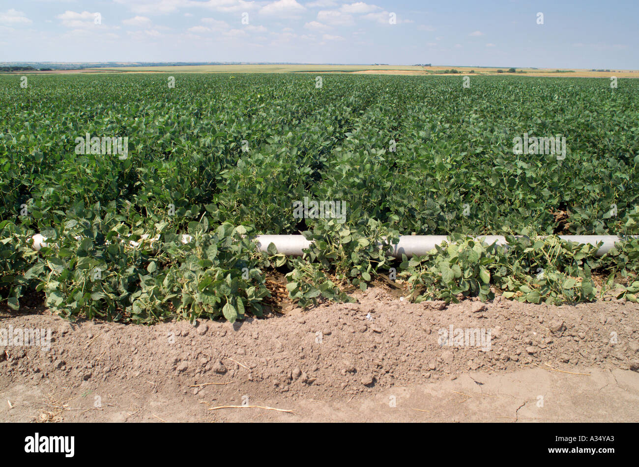Pipe irrigation in a soybean field Stock Photo - Alamy