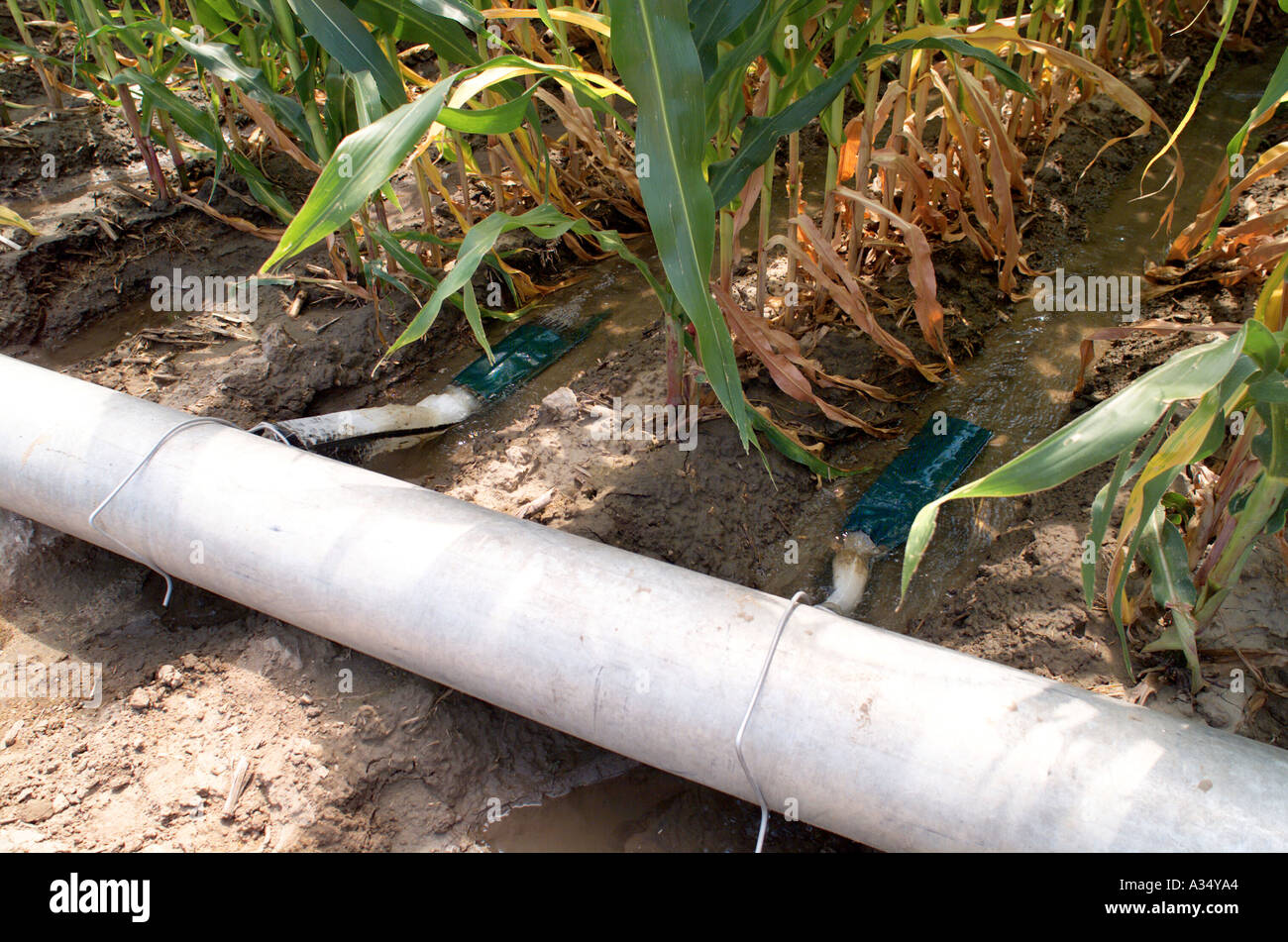 Pipe for irrigating a corn field Stock Photo - Alamy