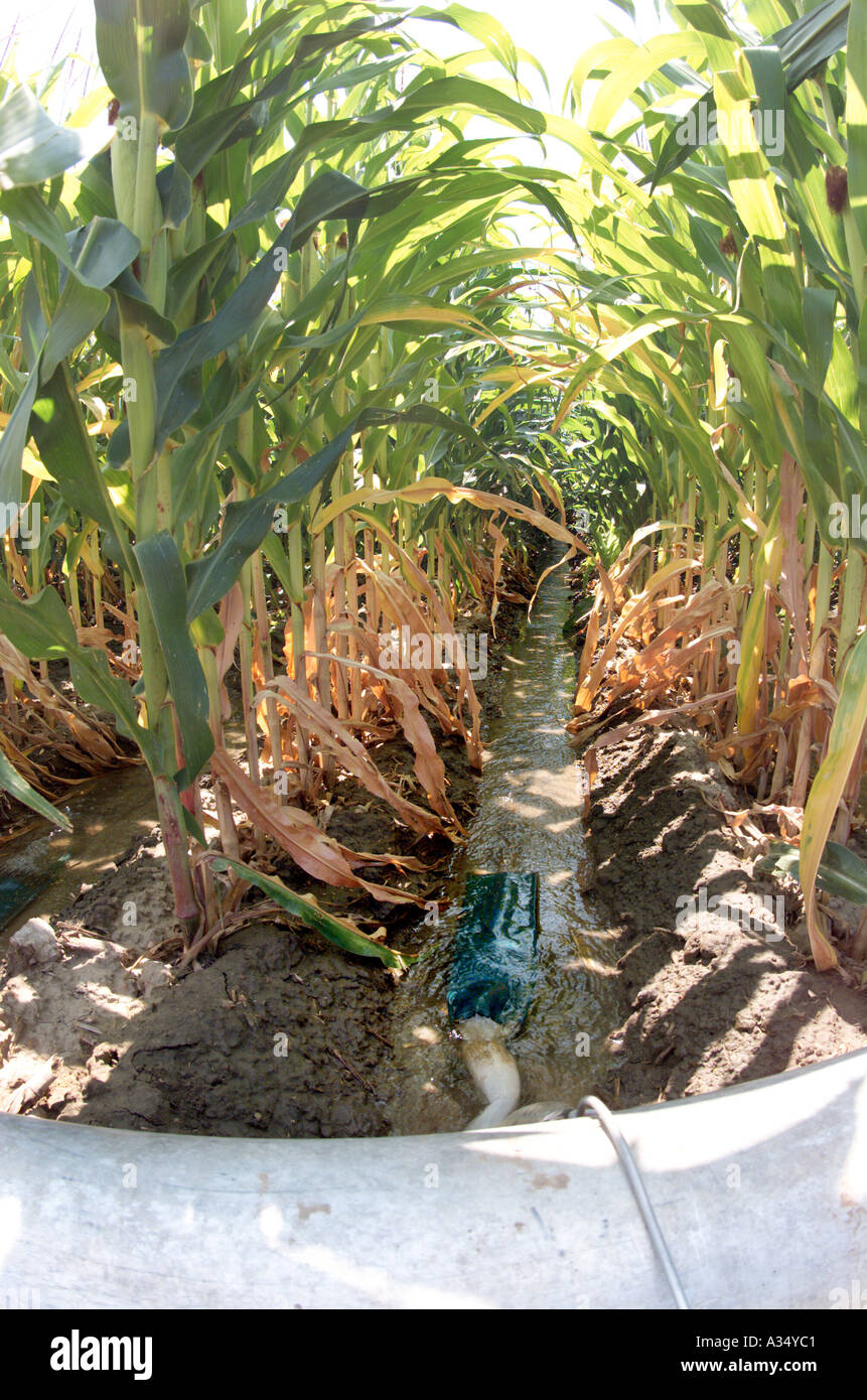 Water conservation farming growing management sunny hi-res stock ...